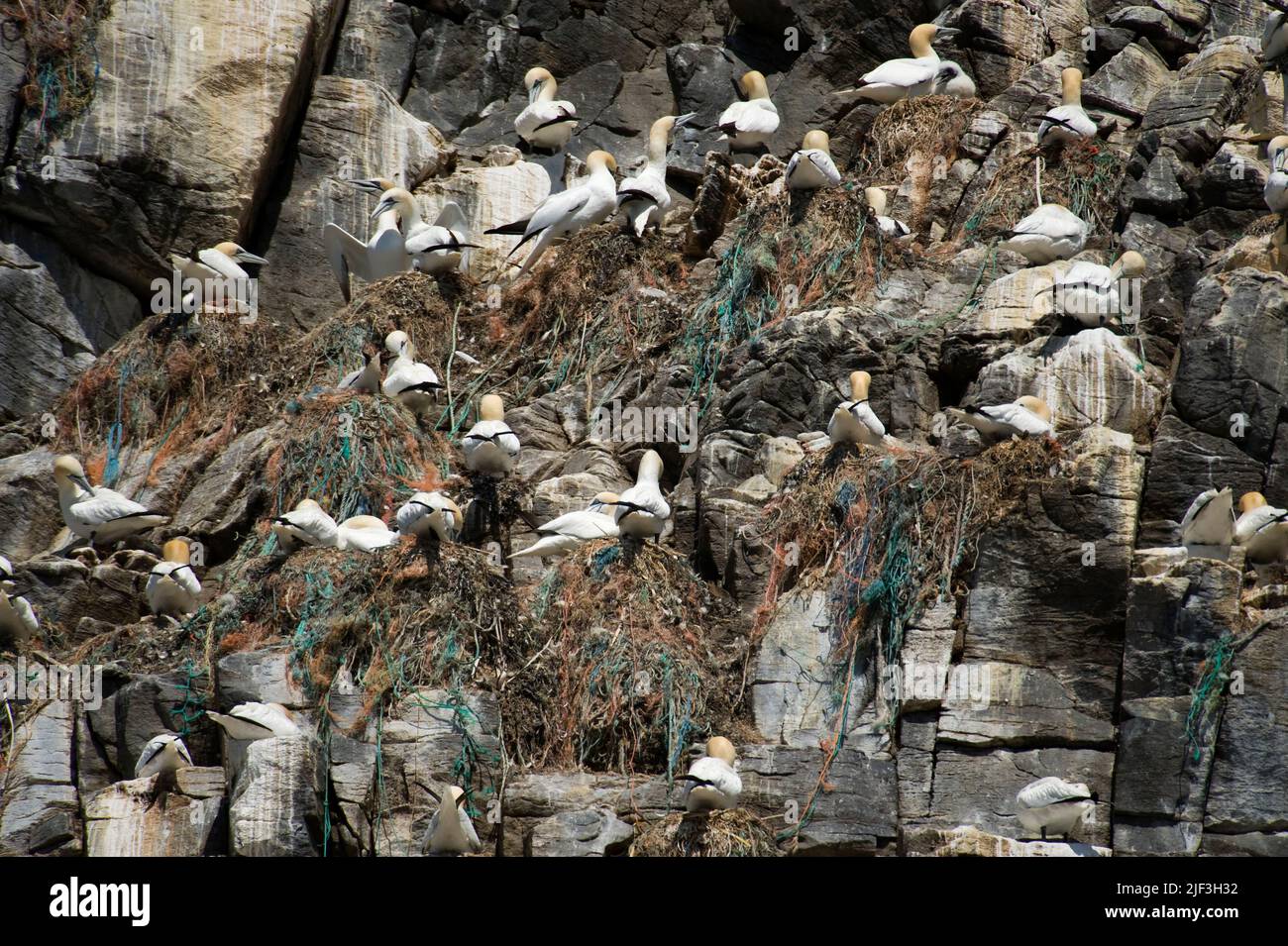 Northern Gannets (Morus bassanus) nesting in a large bird cliff at the ...