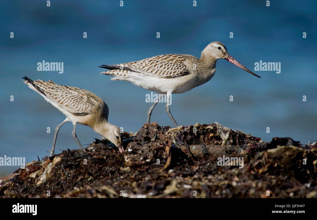 Pair of Bar-tailed Godwits, Limosa lapponica, from Revtangen, western ...