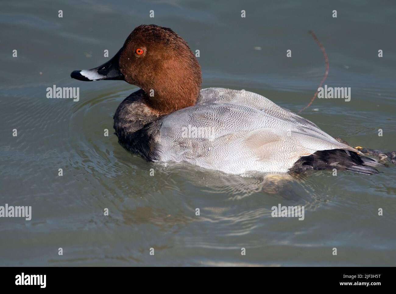 Common Pochard, Aythya ferina, from Camargue, France Stock Photo - Alamy