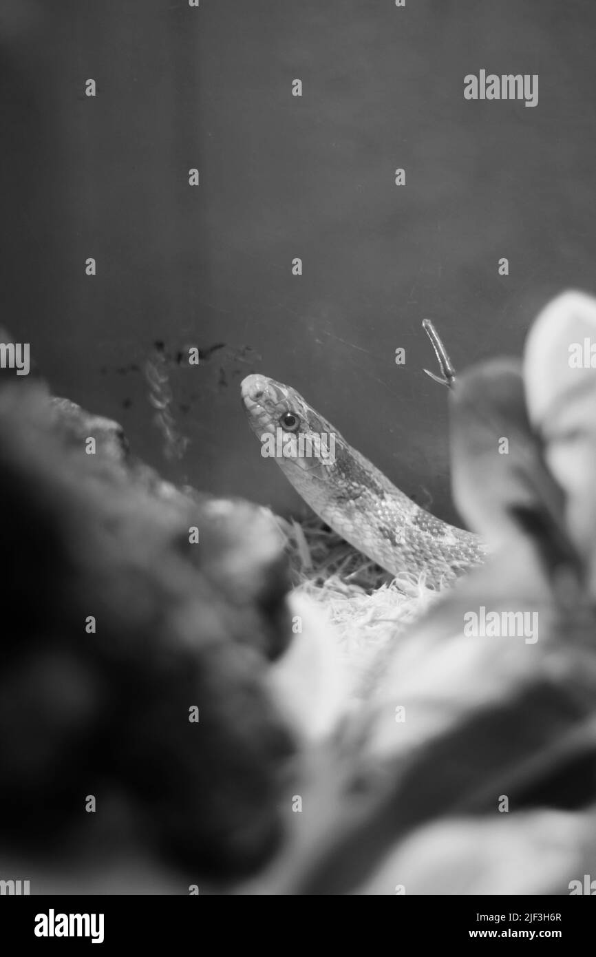 Cute pet snake rearing his head in curiosity in black and white Stock ...