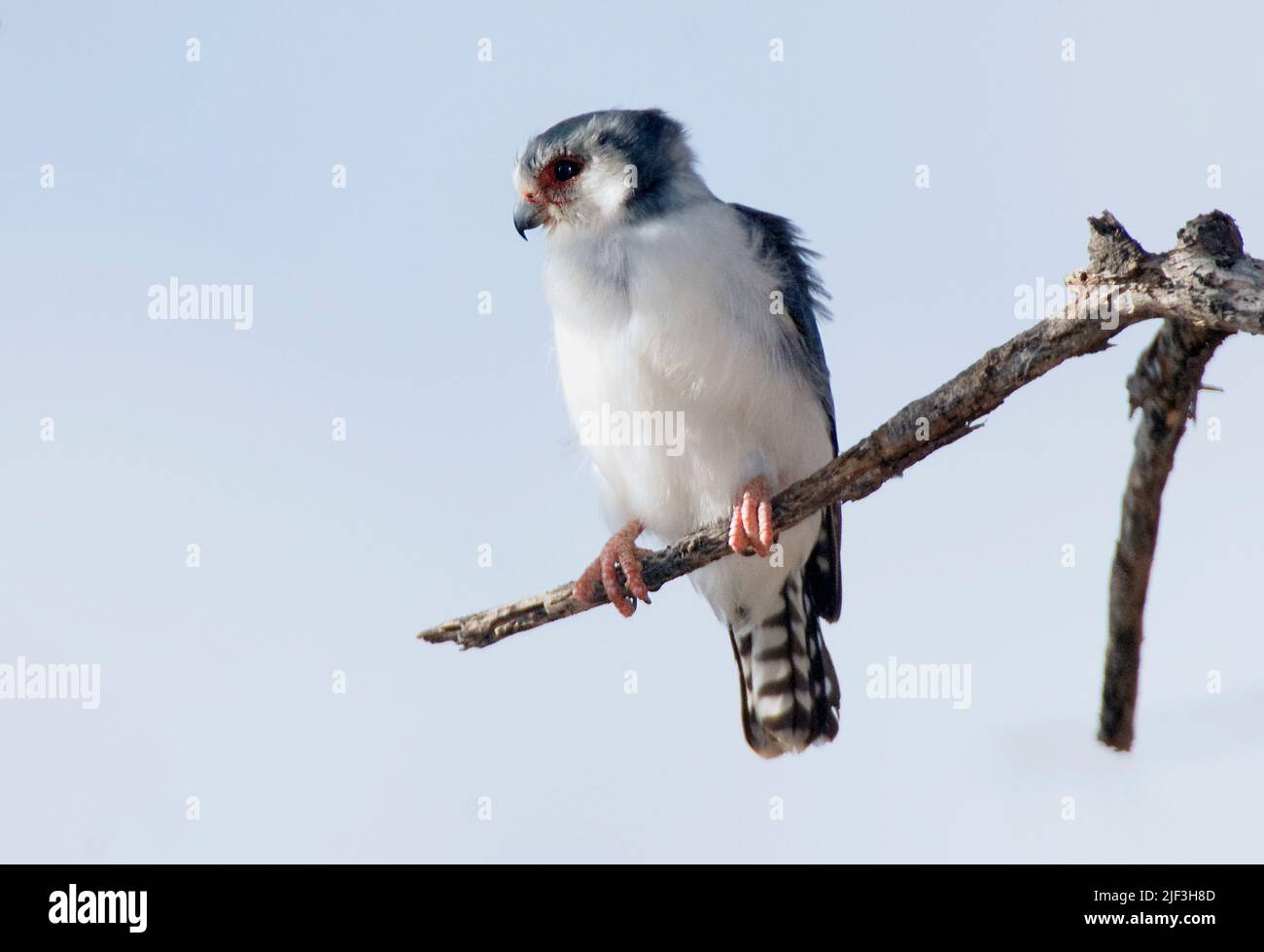 African Pygmy-falcon (Polihierax semitorquatus) from Samburu NP, Kenya ...