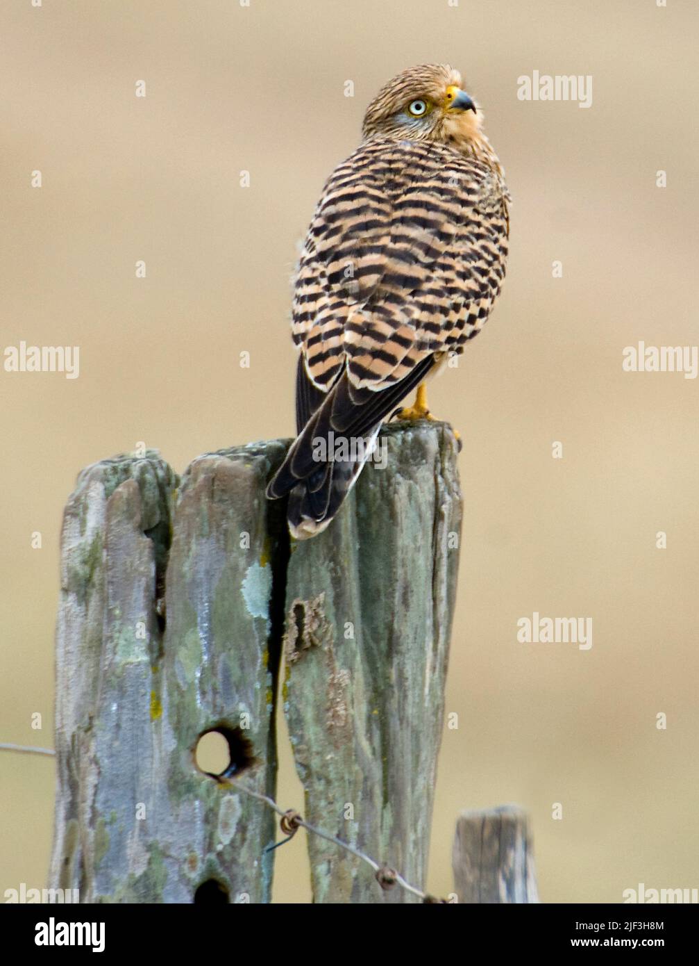 Greatyer kestrel hi-res stock photography and images - Alamy