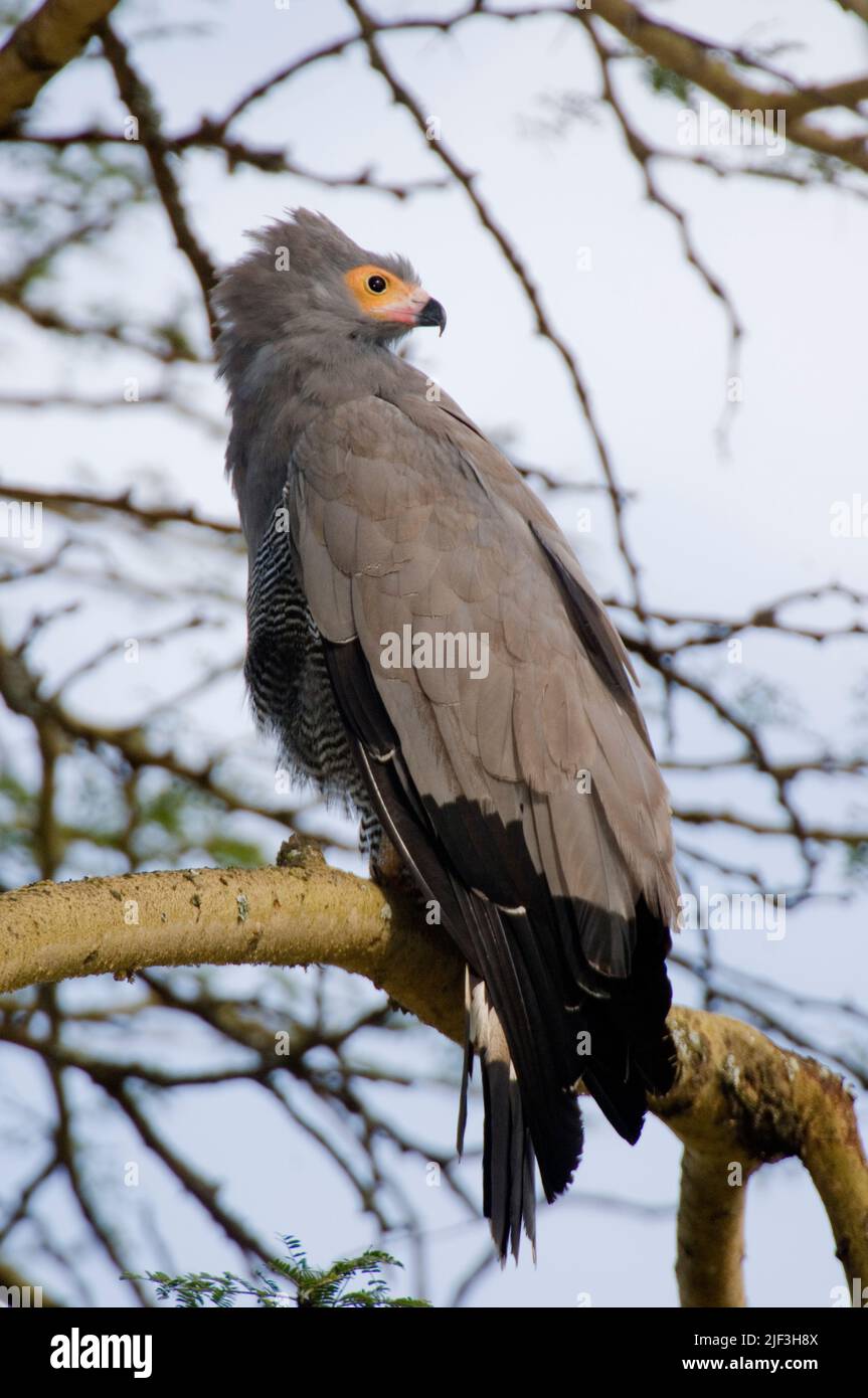 The African Harrier Hawk, Polyboroides typus, from Lake Nakuru NP ...