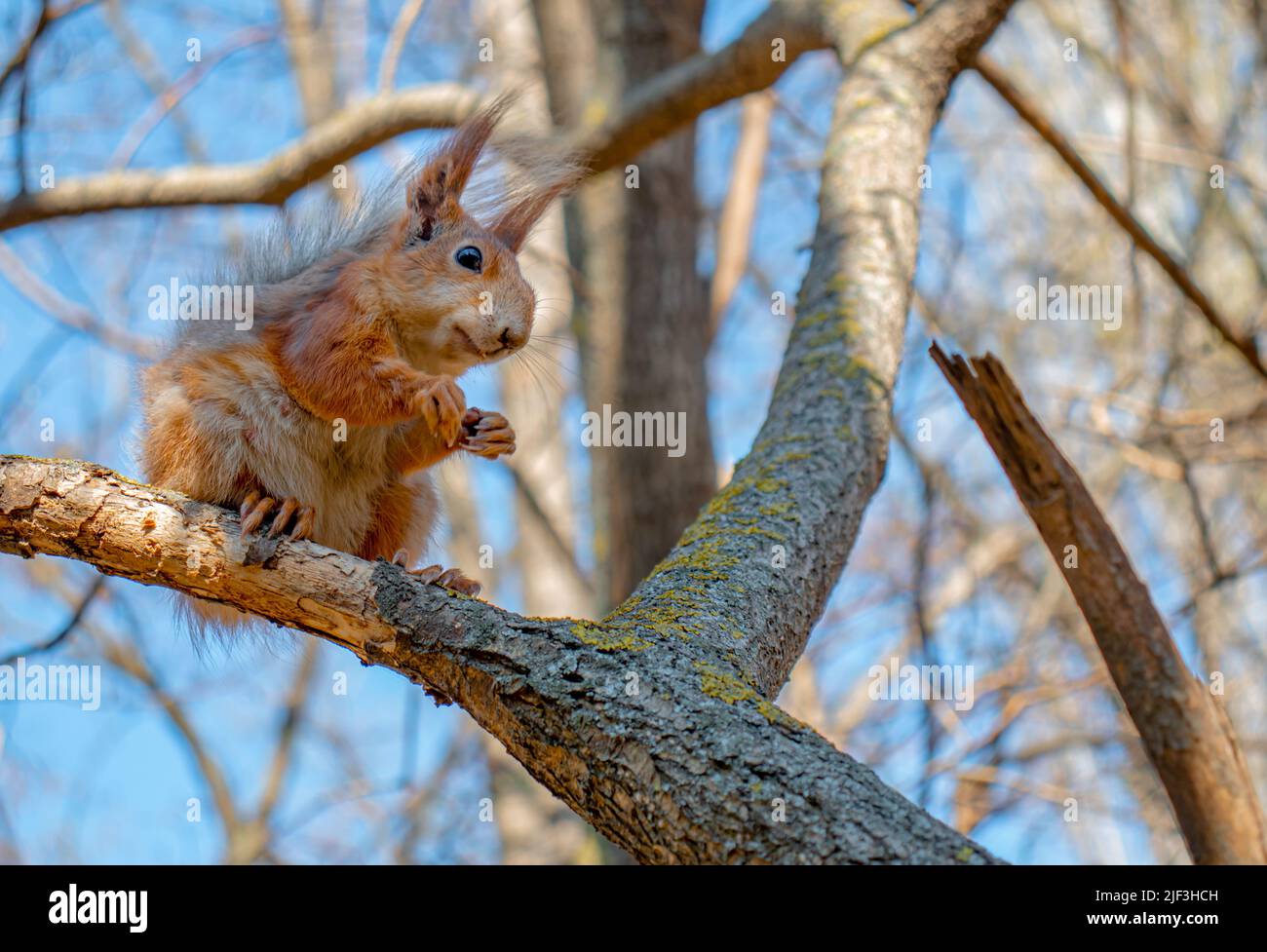 Squirrel with tree hi-res stock photography and images - Alamy