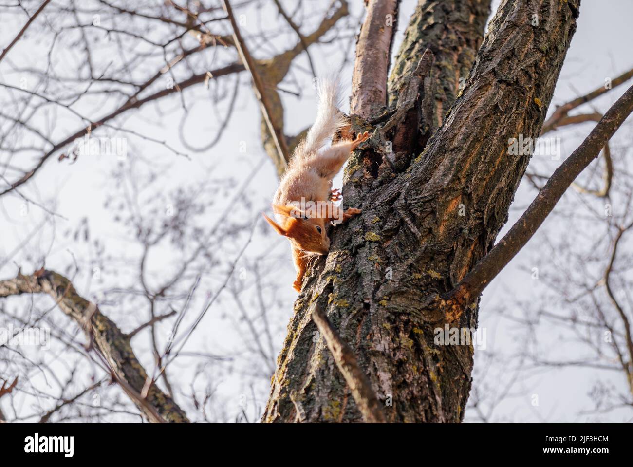 squirrel on tree Stock Photo - Alamy
