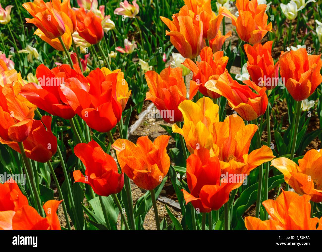 Gorgeous, colorful, bright tulip flowers in the park, spring awakens ...
