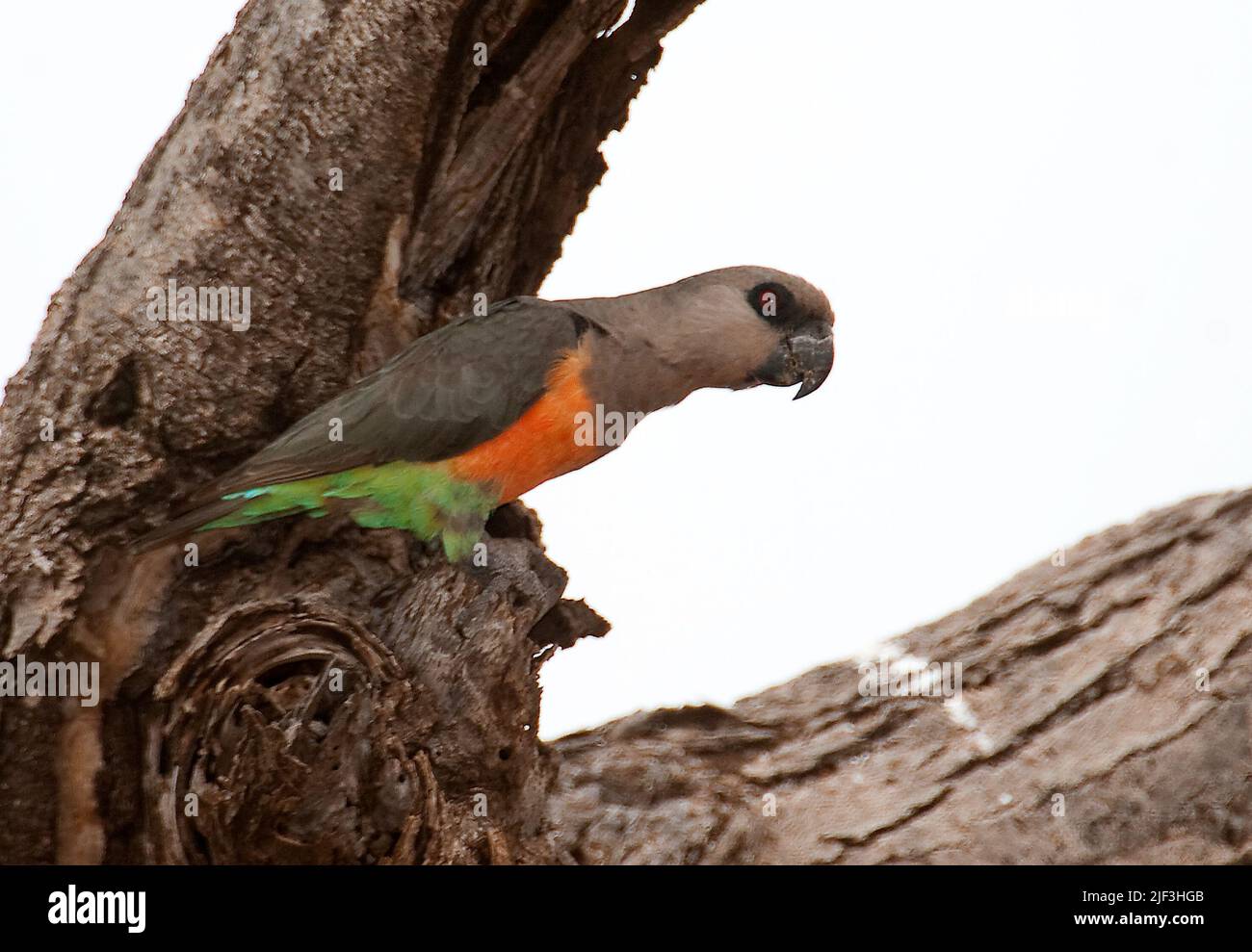Male of Red-bellied or African Orange-bellied Parrot, Poicephalus ...