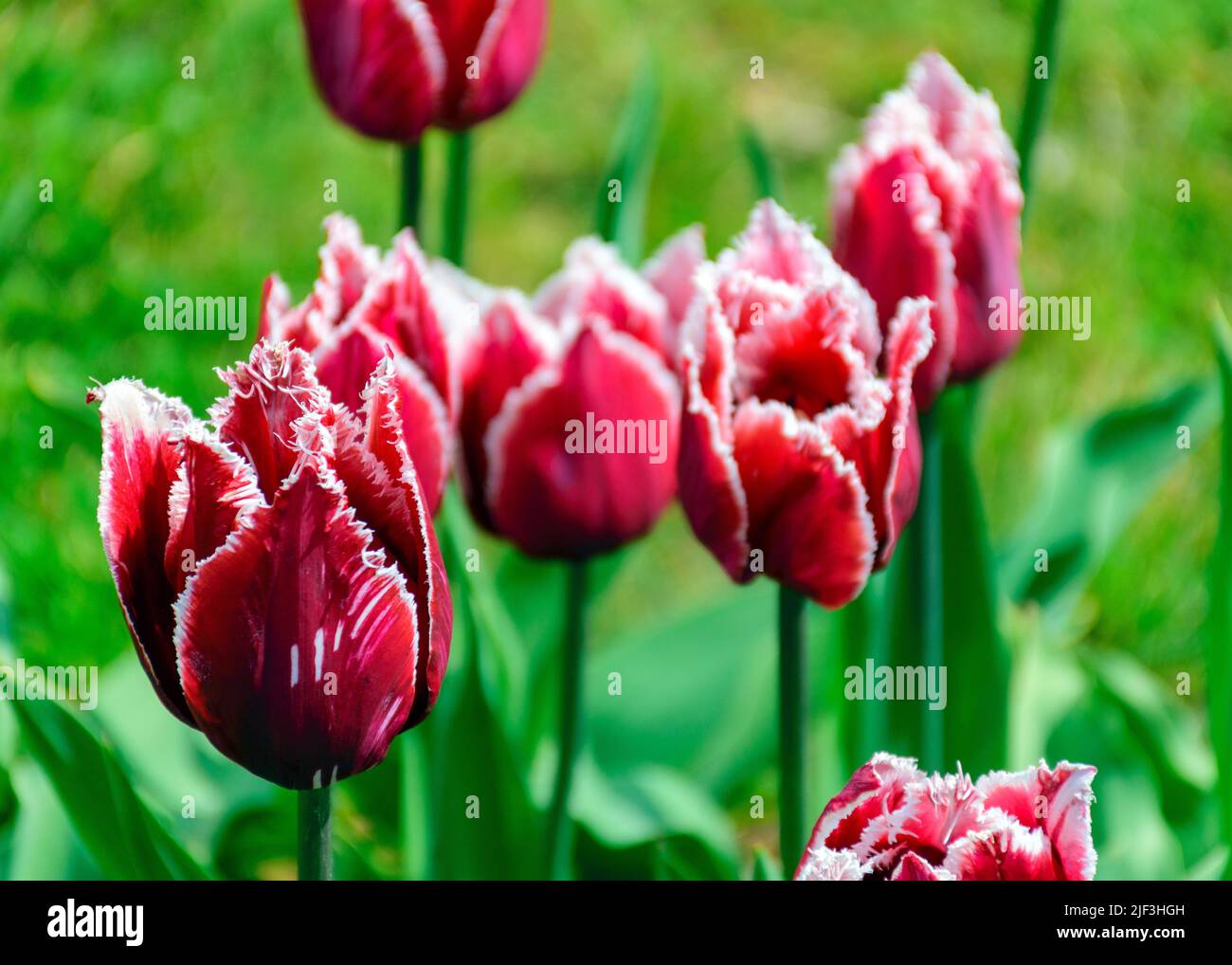 Gorgeous, colorful, bright tulip flowers in the park, spring awakens ...