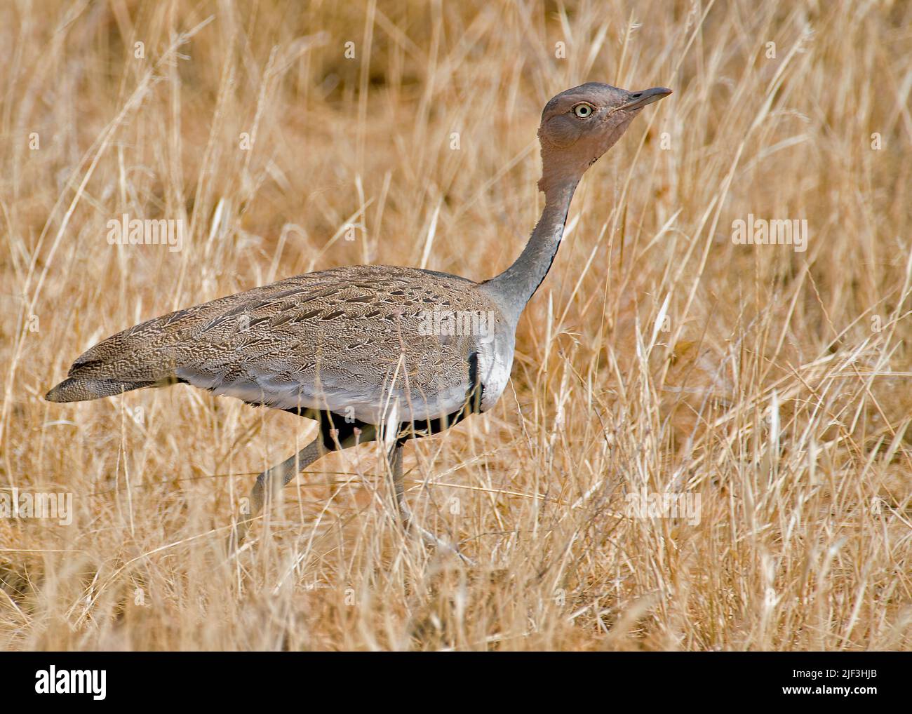 Buff crested bustard hi-res stock photography and images - Alamy