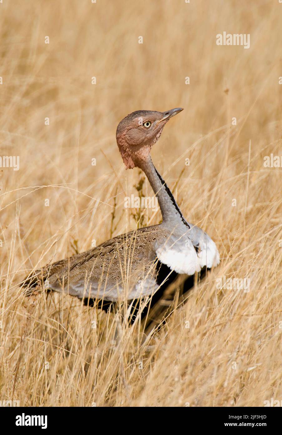 Male of Buff-crested Bustard, Eupodotis gindiana, from Samburu NP ...