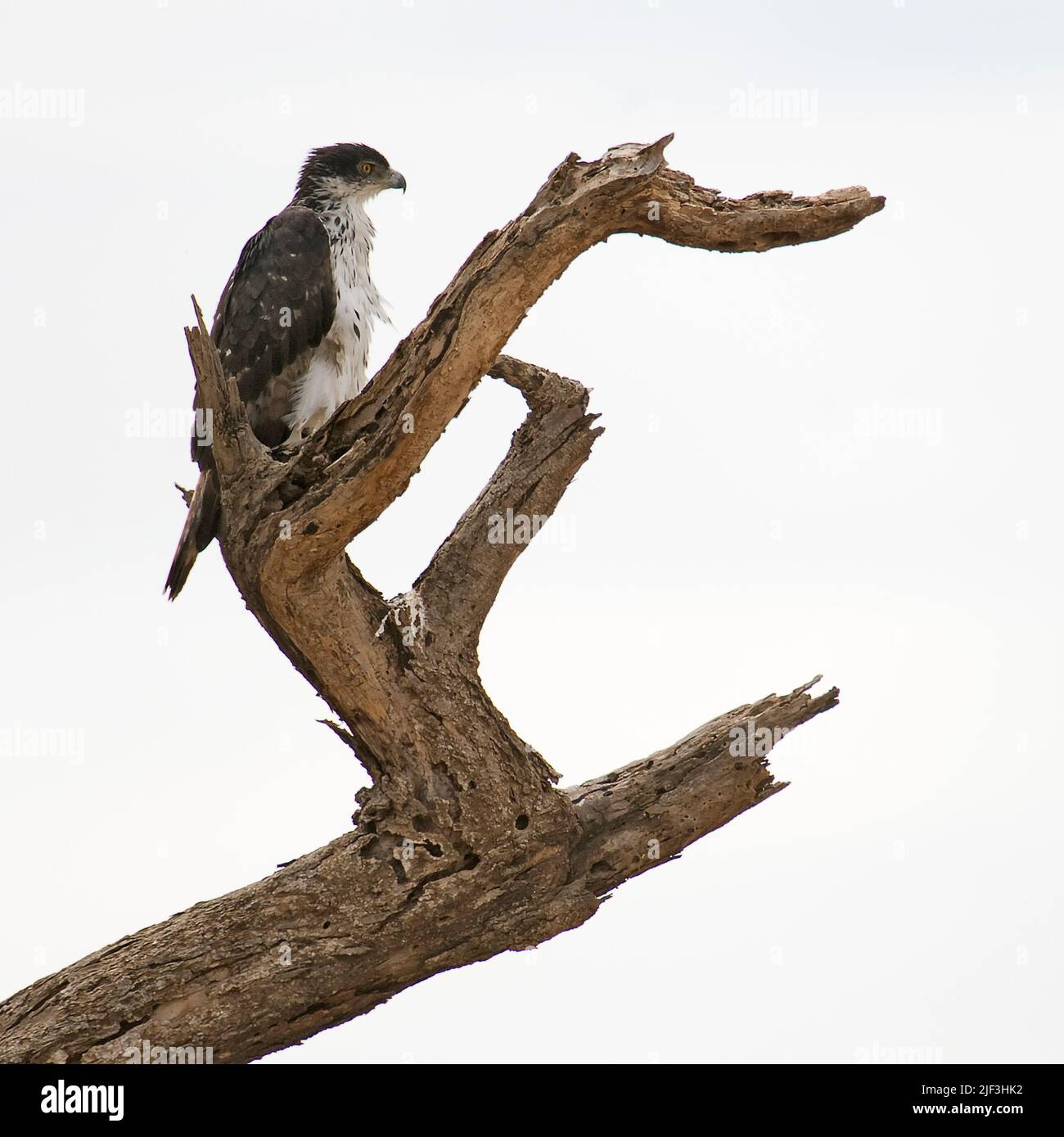 African Hawk Eagle (Aquilla spilogaster) from Samburu National Park ...