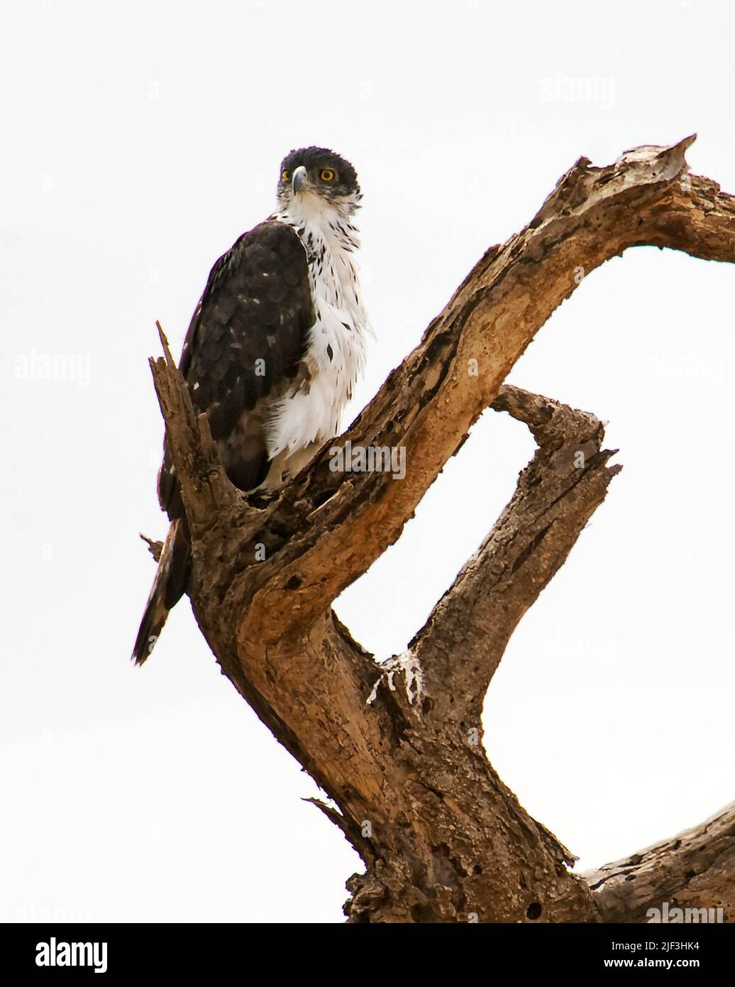African Hawk Eagle (Aquilla spilogaster) from Samburu National Park ...