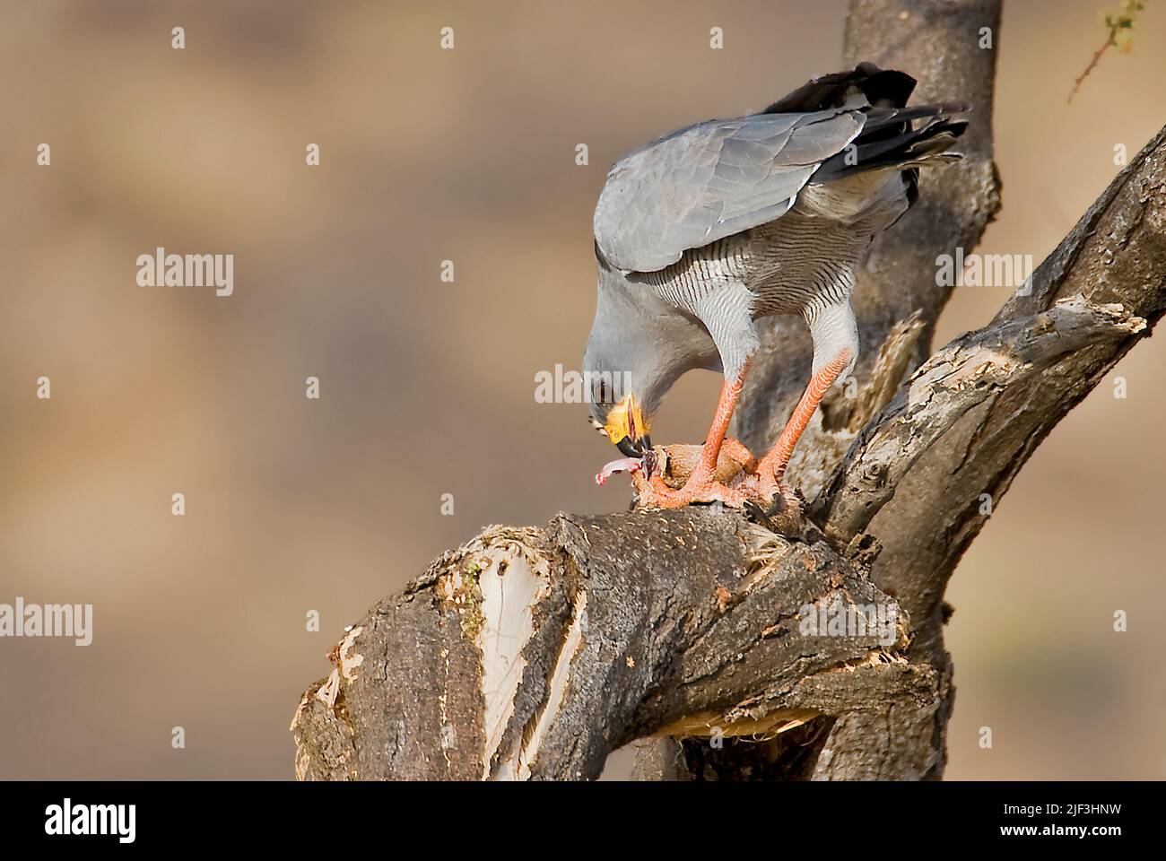 The eastern chanting goshawk hi-res stock photography and images - Alamy