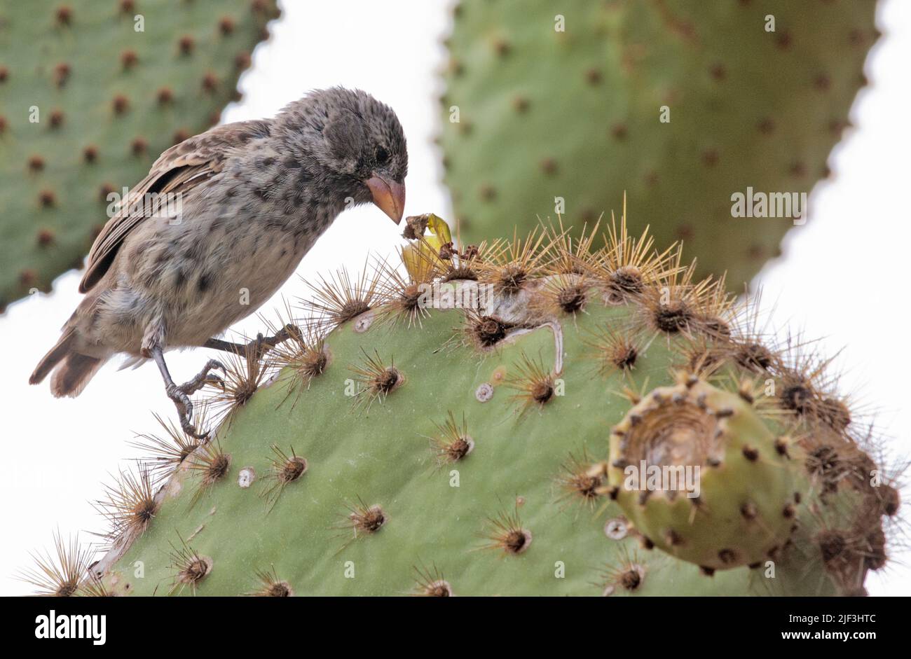 Cactus Finch (Geospiza scandens) on Opuntia in Santa Cruz, Galapagos ...