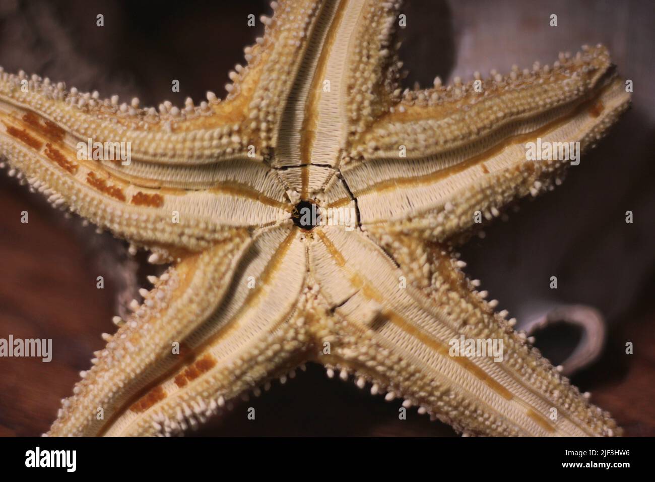 The bottom side with mouth and arms of a starfish on display Stock ...