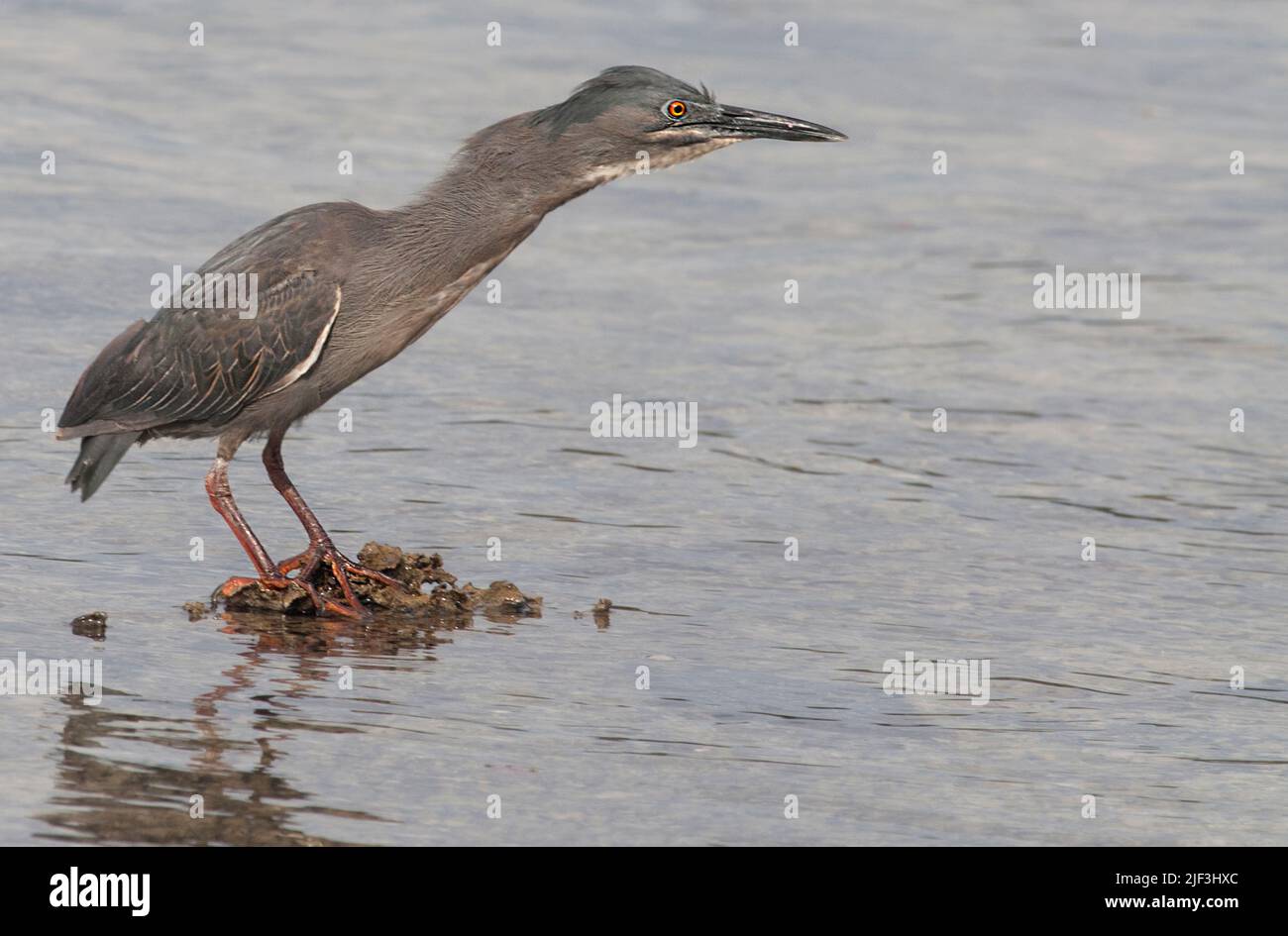 Lava heron (Butorides sundevalli) from Urvina Bay, Isabela, Galapagos ...