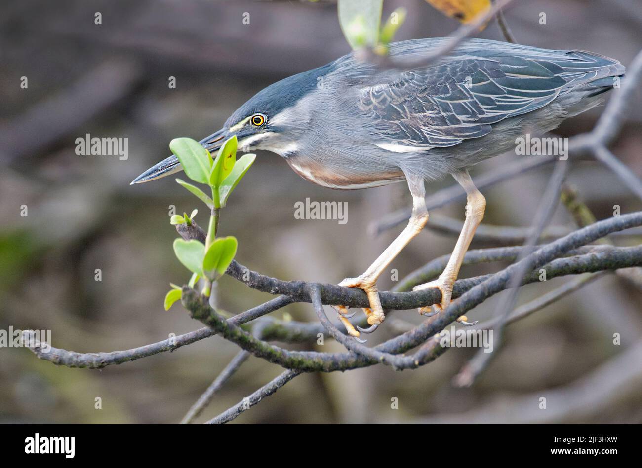 Striated heron (Butorides striata) from Elizabeth Bay, Isabela ...