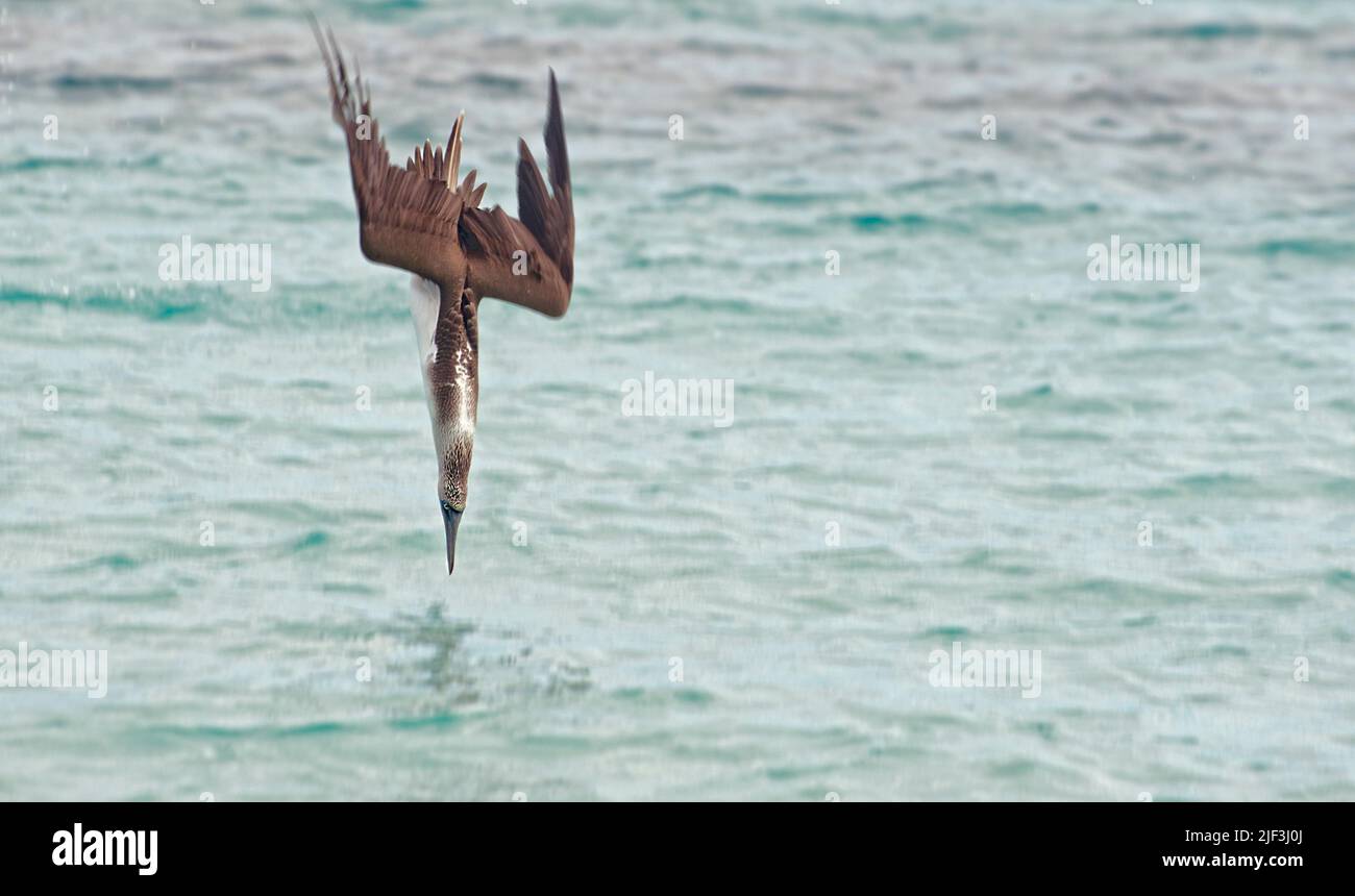 Blue-footed Booby (Sula nebouxi) dives fro food off Cerro Brujo, San ...