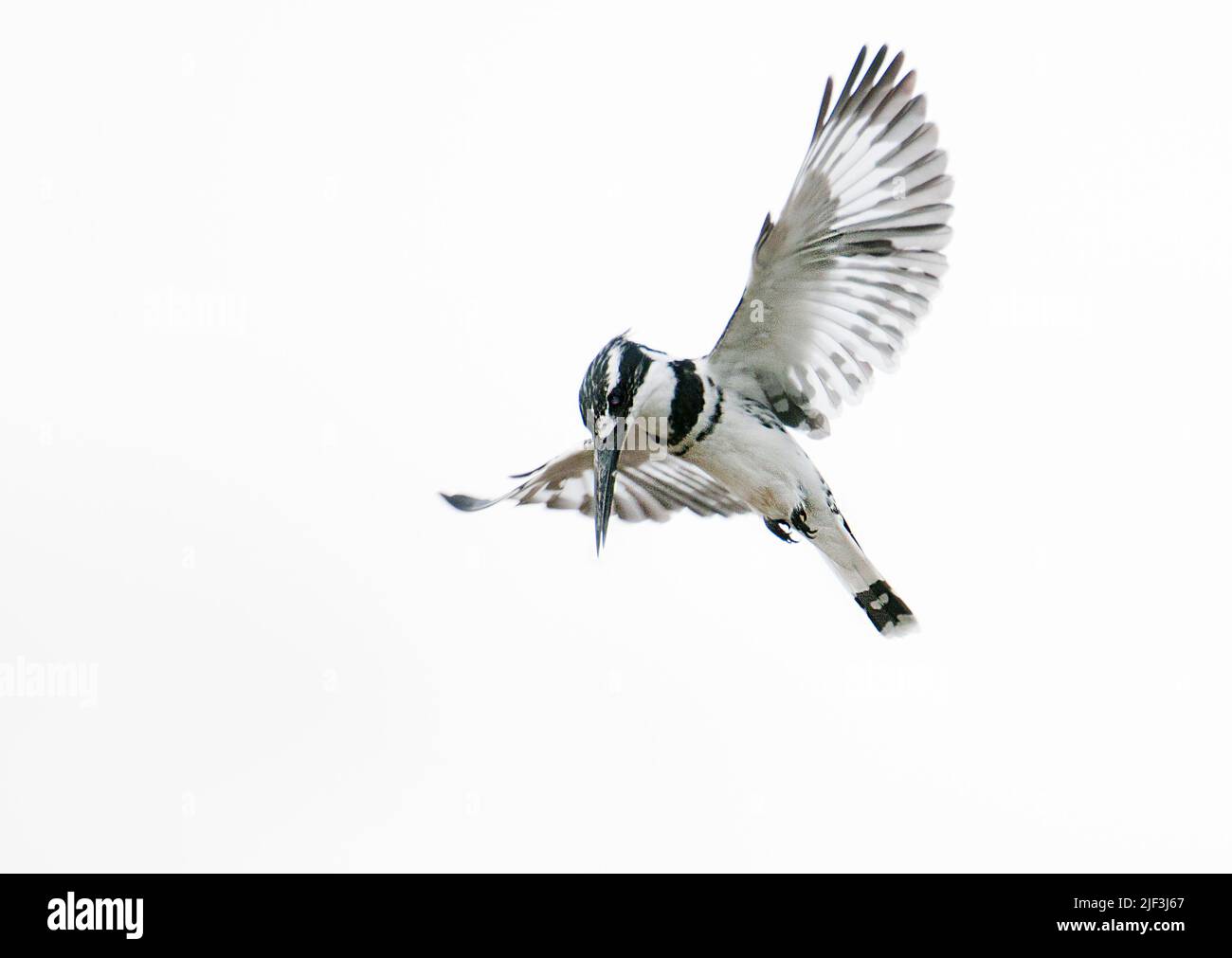 Nile white water Cut Out Stock Images & Pictures - Alamy