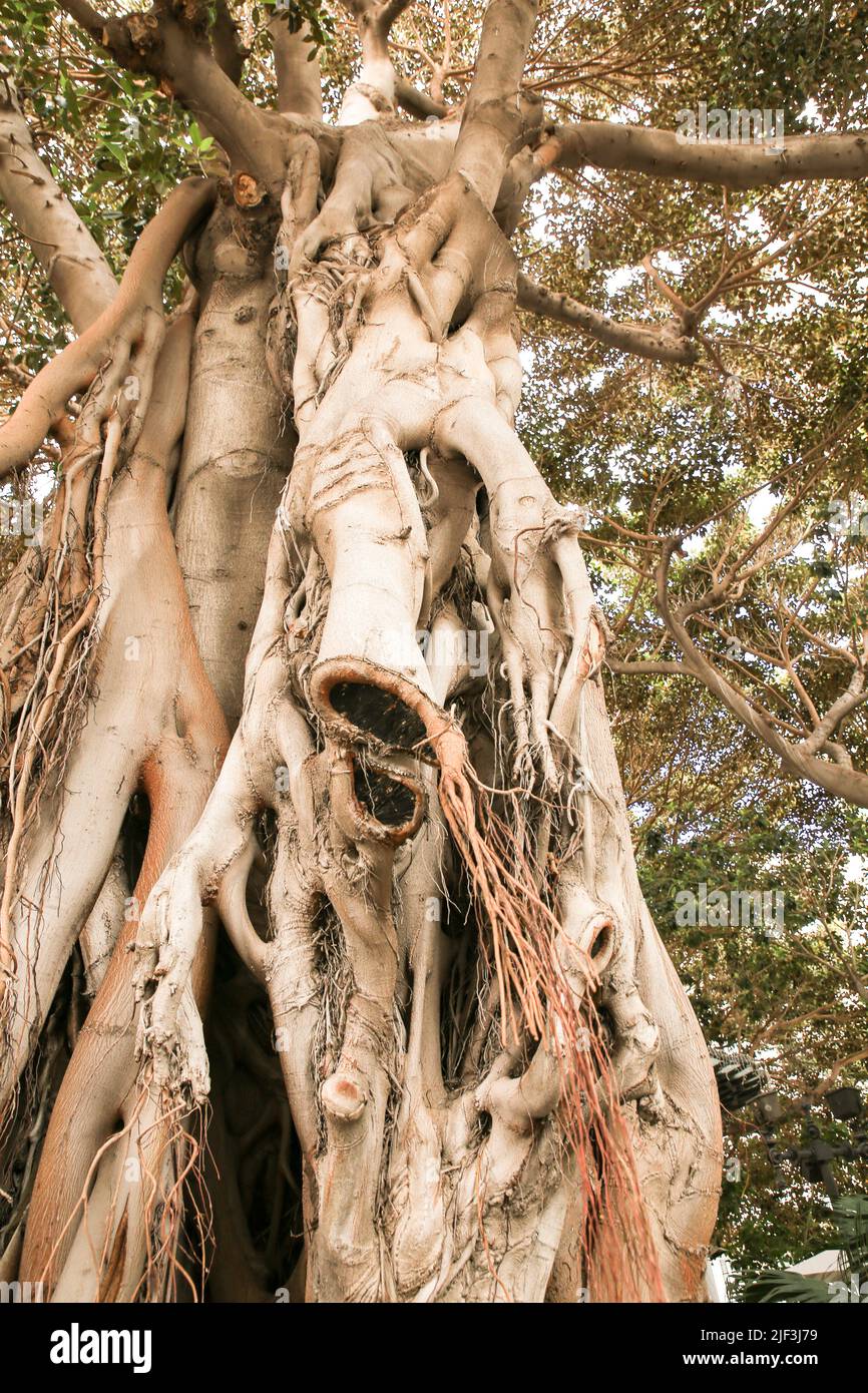 Giant Ficus trees at Gabriel Miro Square in Alicante, Spain Stock Photo ...