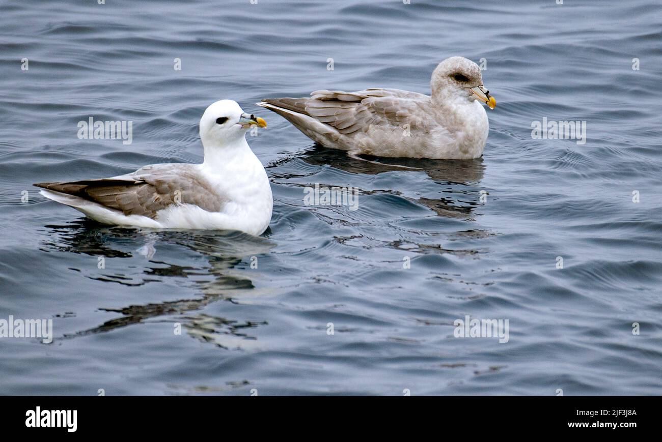 Northern Fulmars (Fulmarus glacialis, light and dark colour morphs) at ...