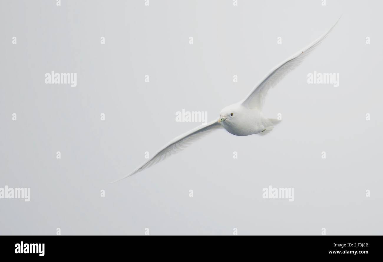 Ivory Gull (Pagophila eburnea) from 81,5 degrees north off Spitsbergen ...