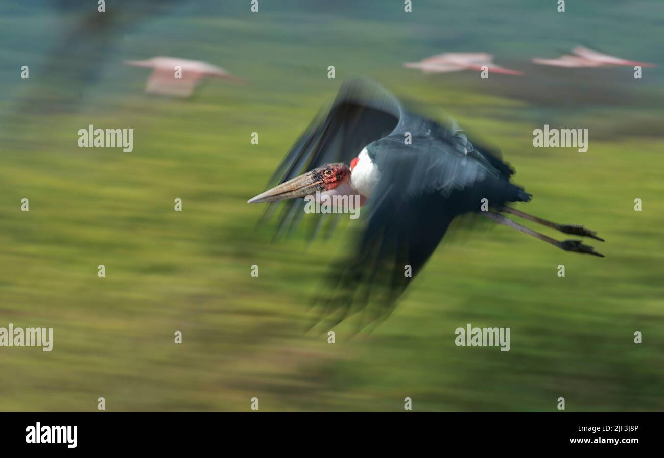 Marabou stork flying at Lake Bogoria, Kenya Stock Photo - Alamy