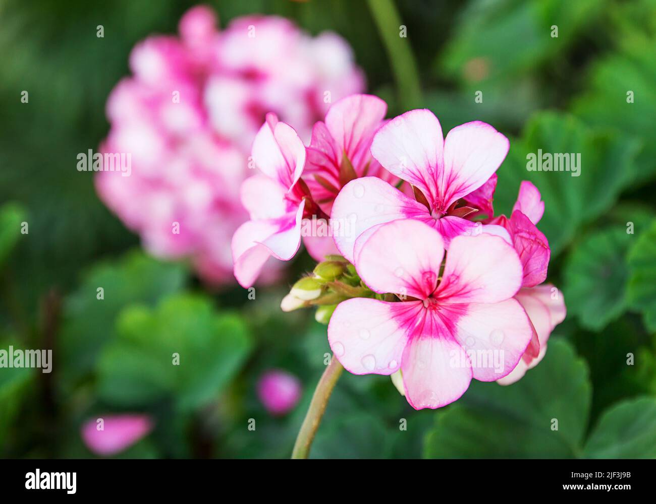 Close up beautiful pink flowers in the garden Stock Photo - Alamy