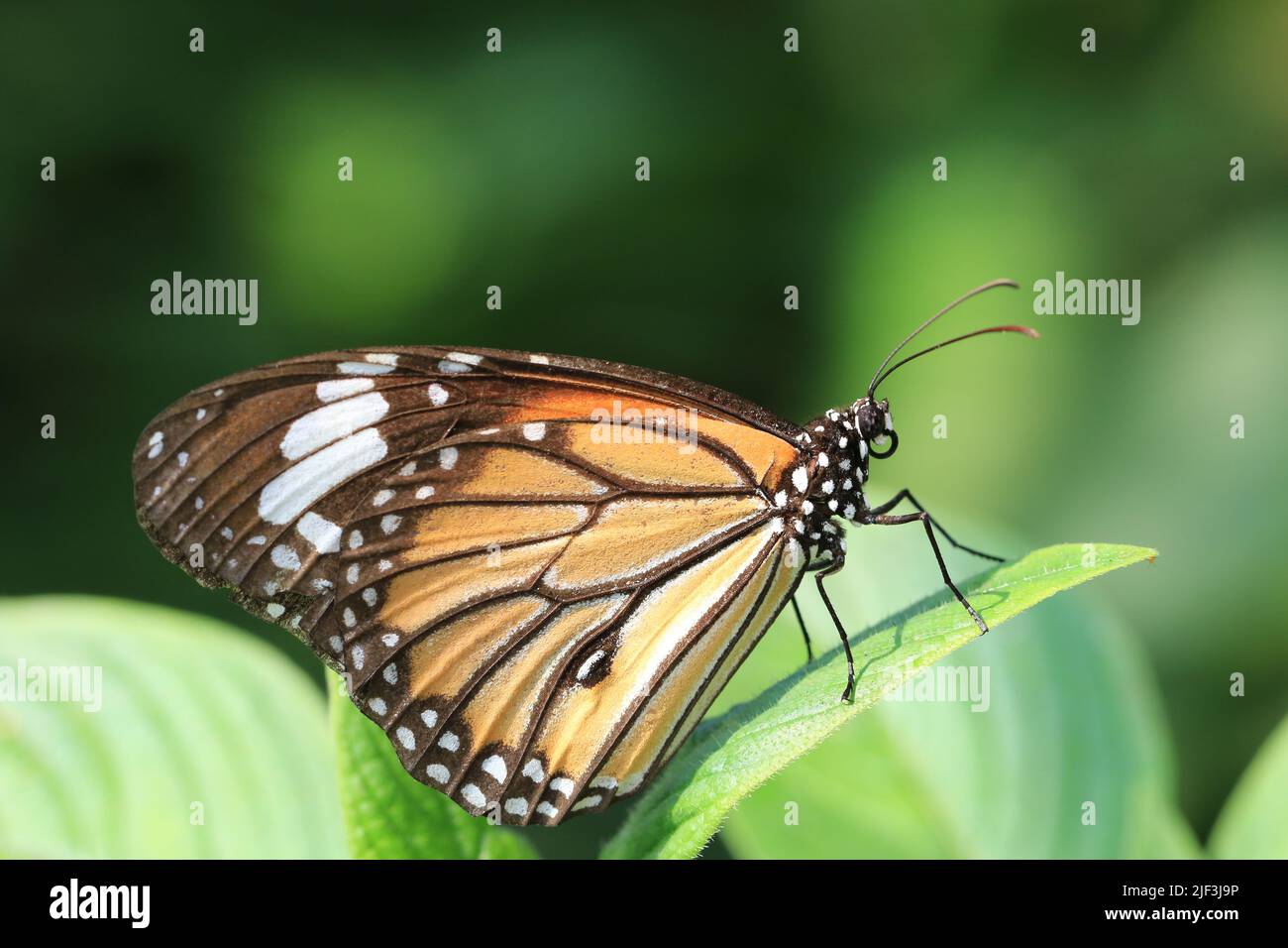 Common Tiger(Indian Monarch,Orange Tiger) butterfly,a beautiful ...