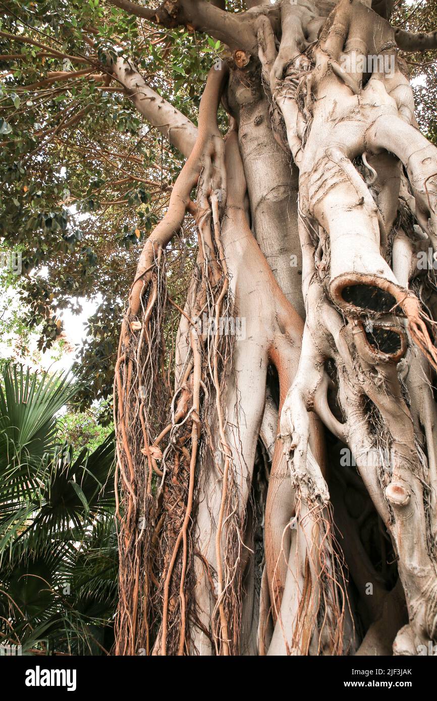 Giant Ficus trees at Gabriel Miro Square in Alicante, Spain Stock Photo ...