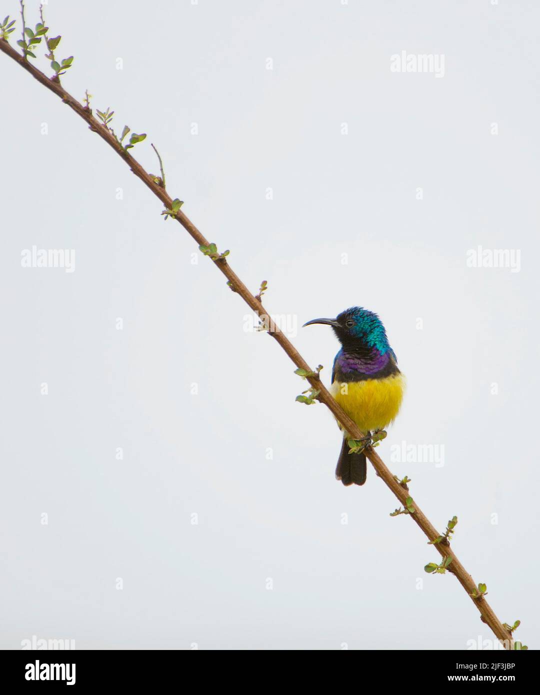 Variable sunbird (Cinnyris venustus) in Nairobi National Park, Kenya ...