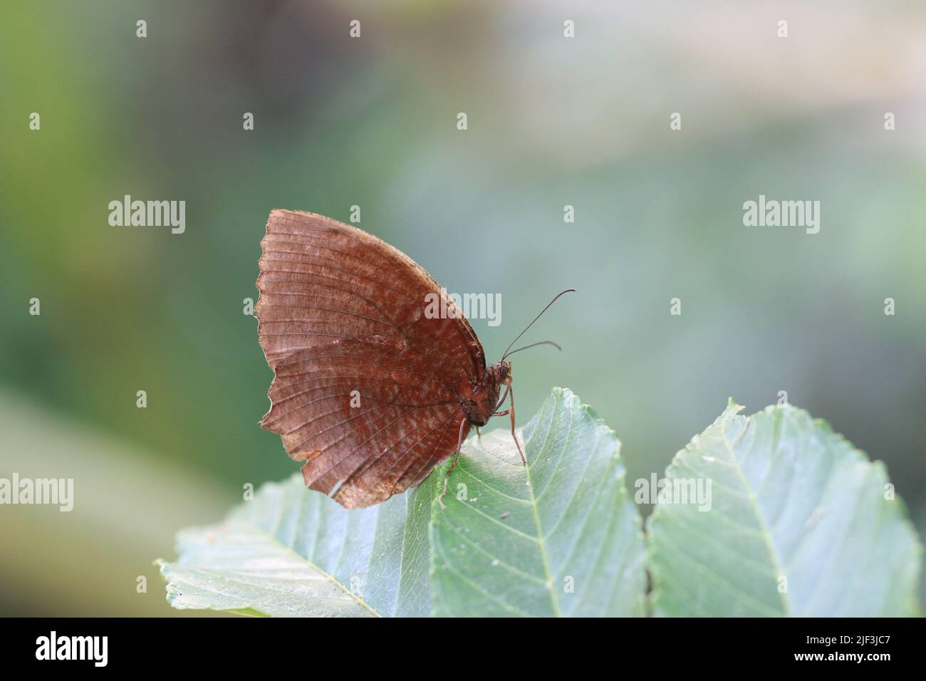 Brush-footed butterfly(Ariadne ariadne pallidior),a beautiful colorful ...