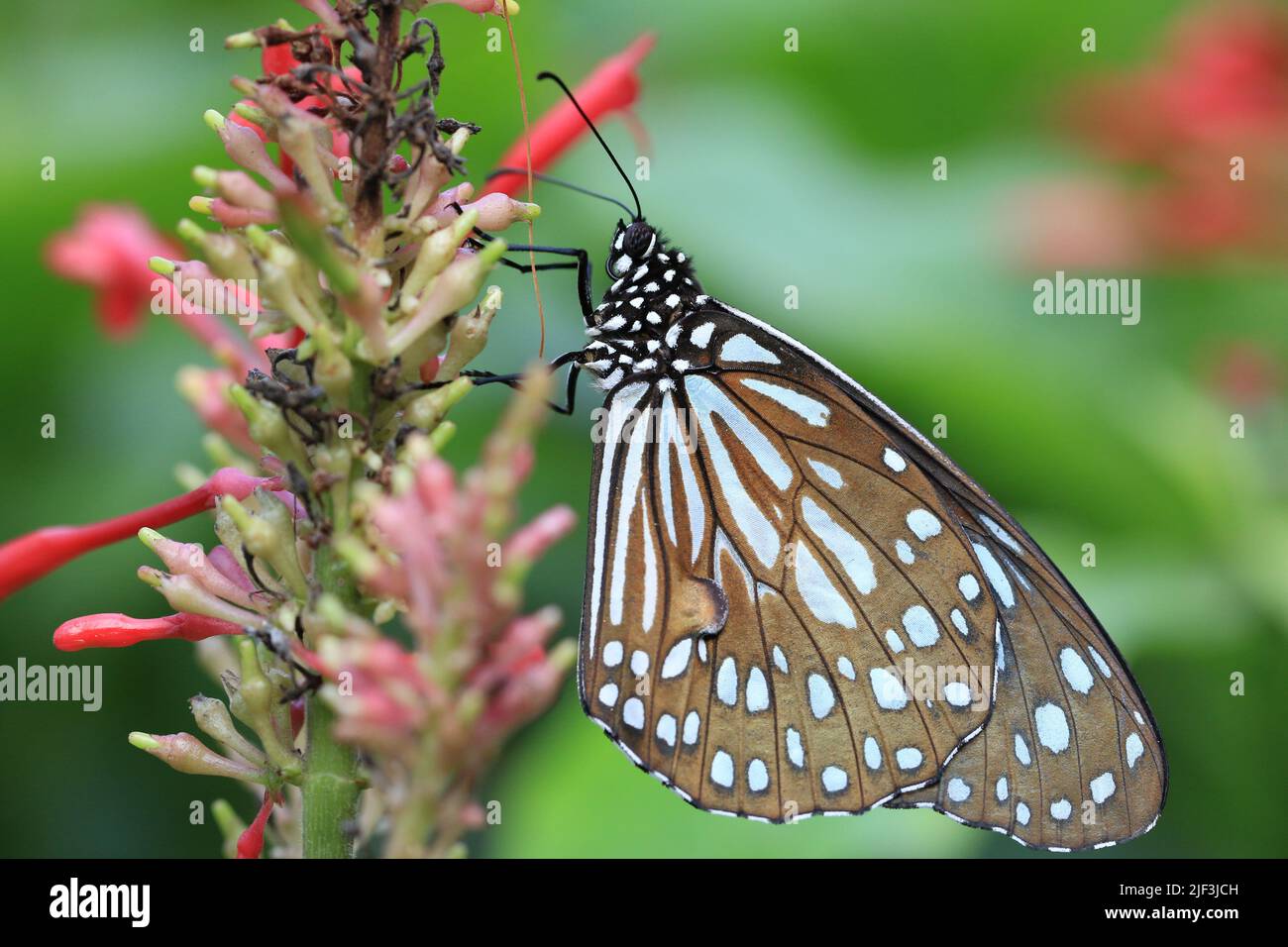 Blue Spotted Milkweed(Blue Tiger) butterfly,a beautiful colorful ...