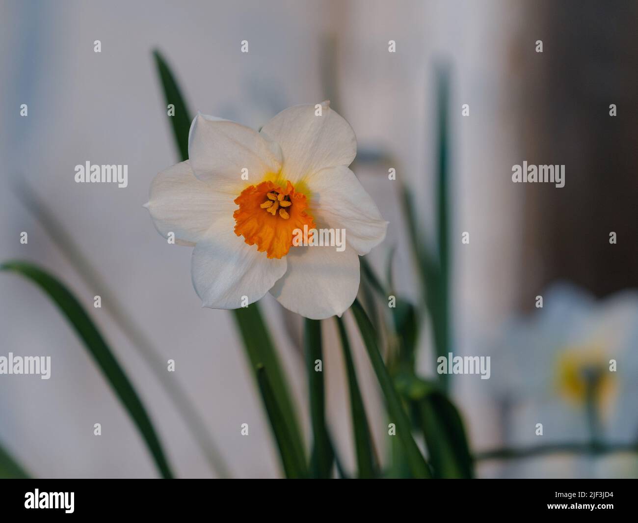 A closeup of Narcissus tazetta, paperwhite, bunch-flowered daffodil ...