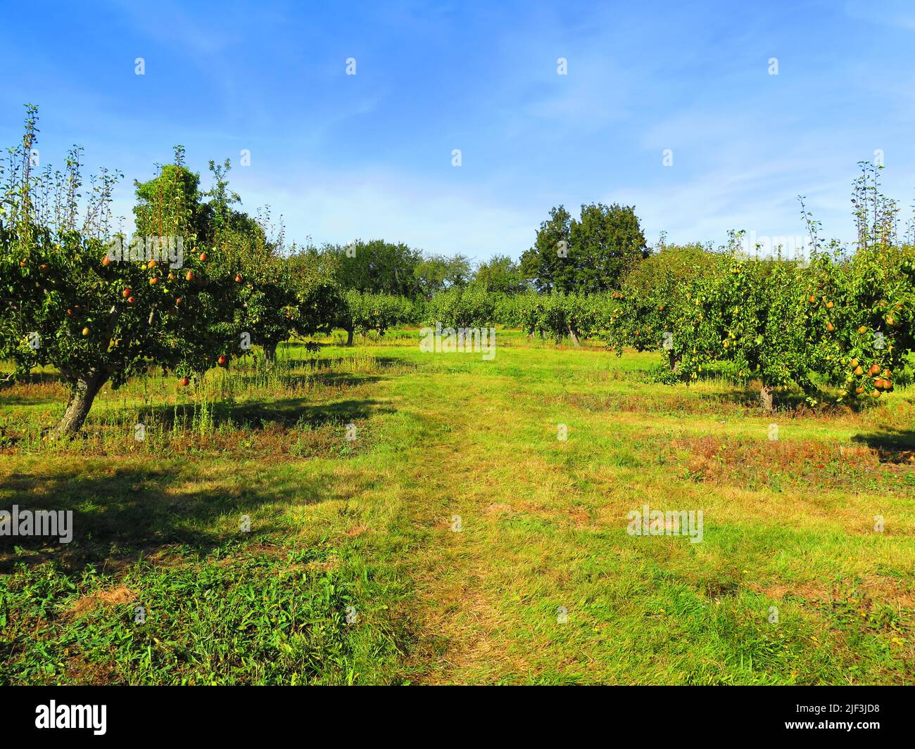 Pear orchard in England, pear fruit tree. green pear fruits on the tree ...