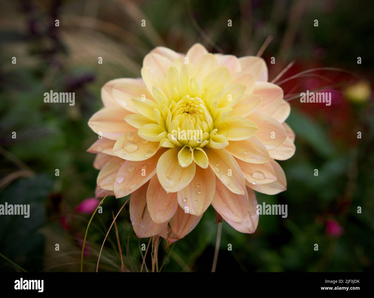 Pale peach hi-res stock photography and images - Alamy