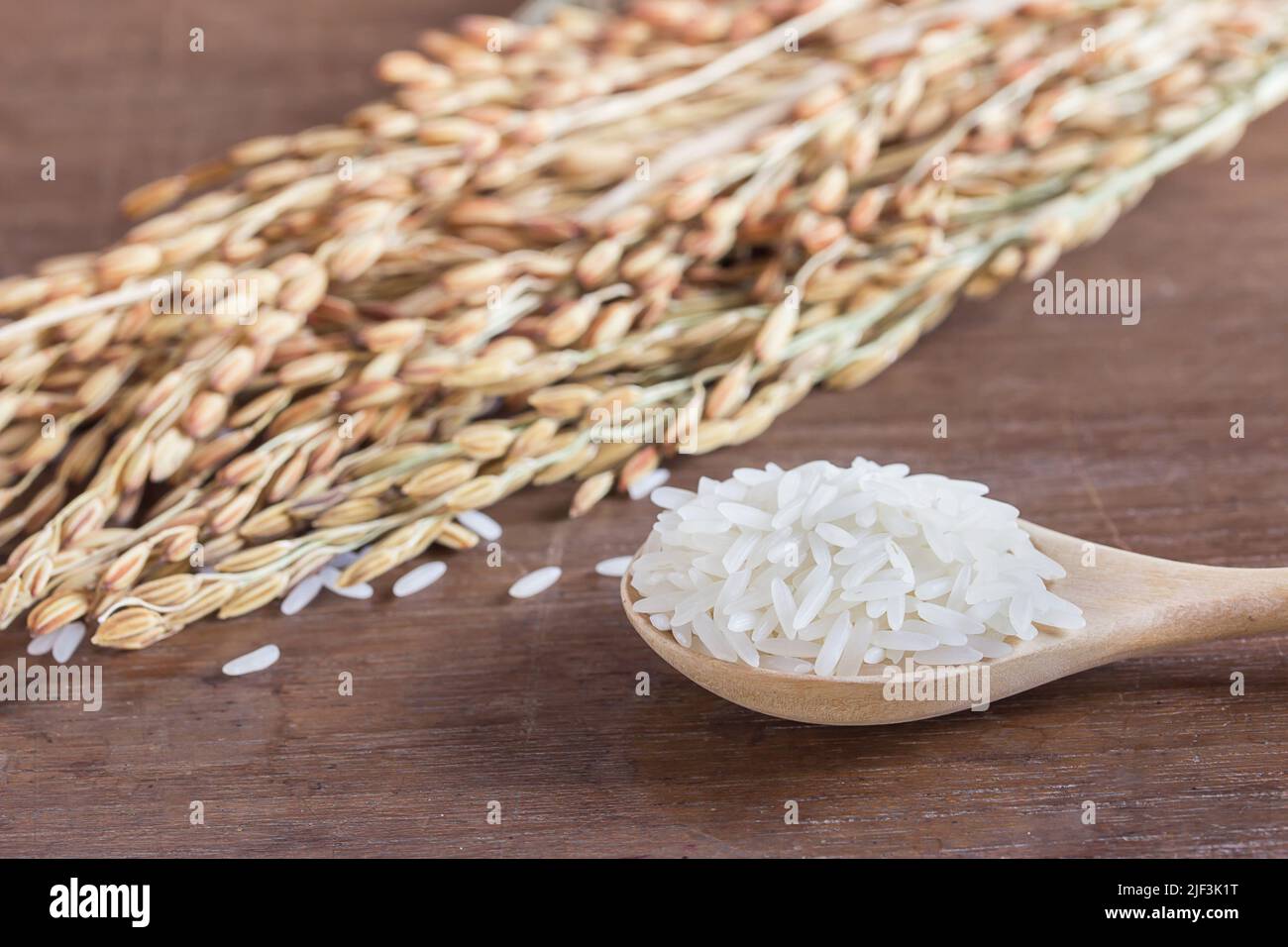 Close up wheat or paddy rice on wooden table with copy space Stock ...