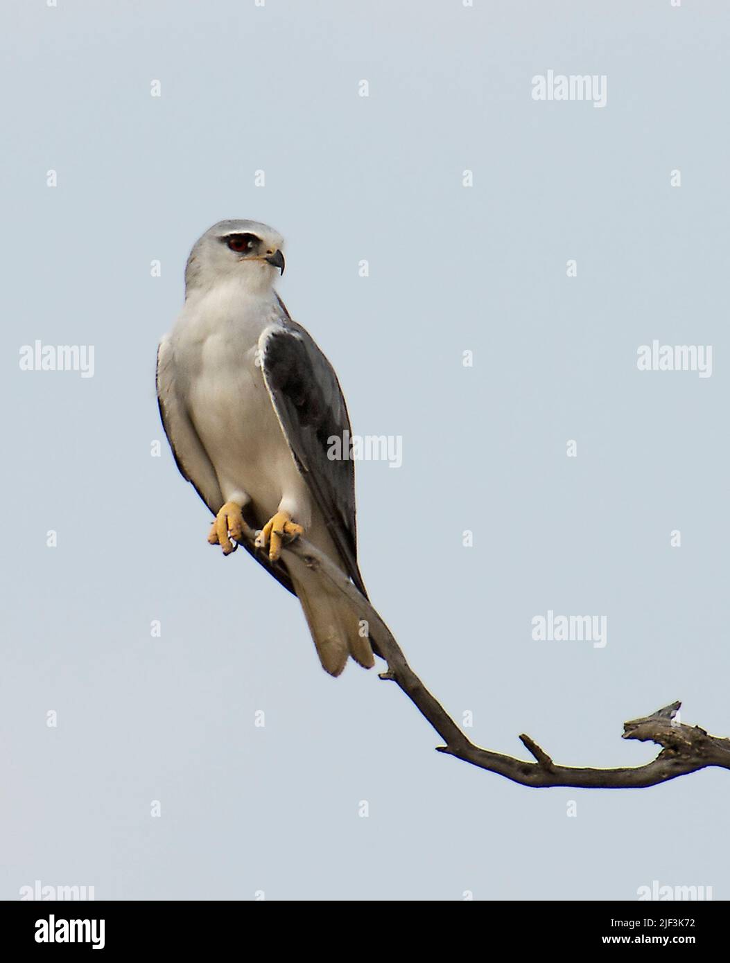 Black-winged kite (Elanus caeruleus) from Maasai Mara, Kenya Stock ...