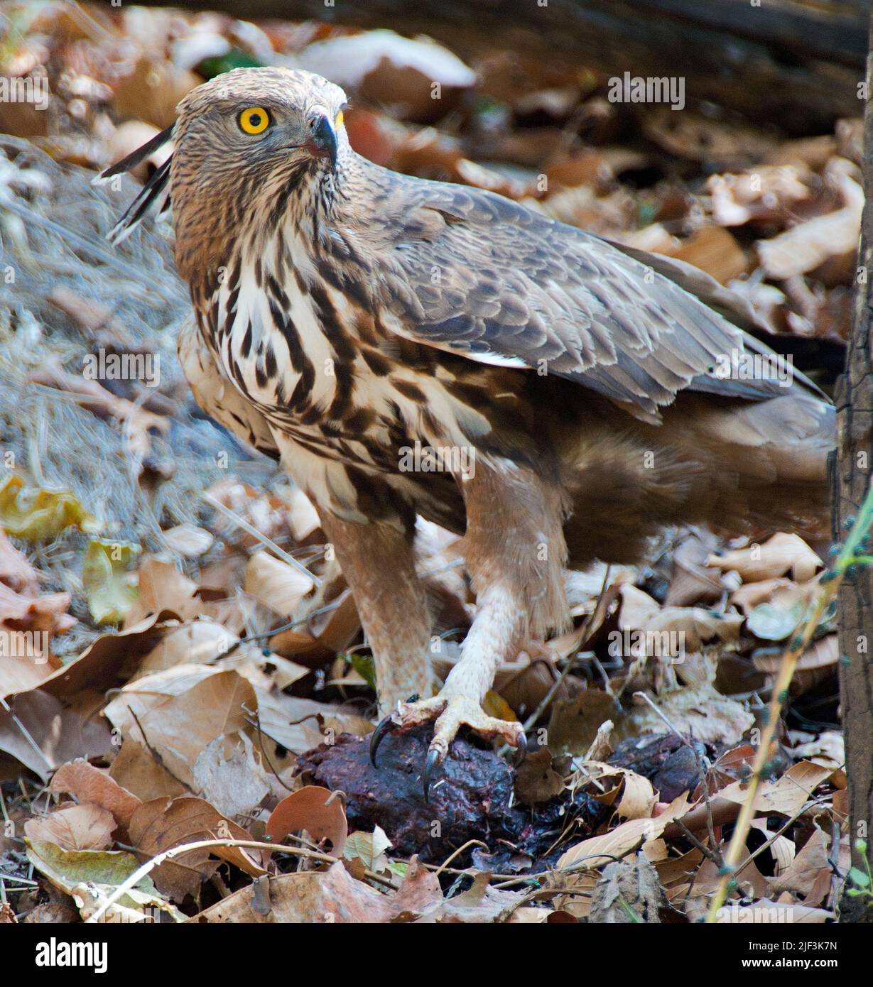Changeable Hawk Eagle Spizaetus cirrhatus) with prey in Kanha National ...