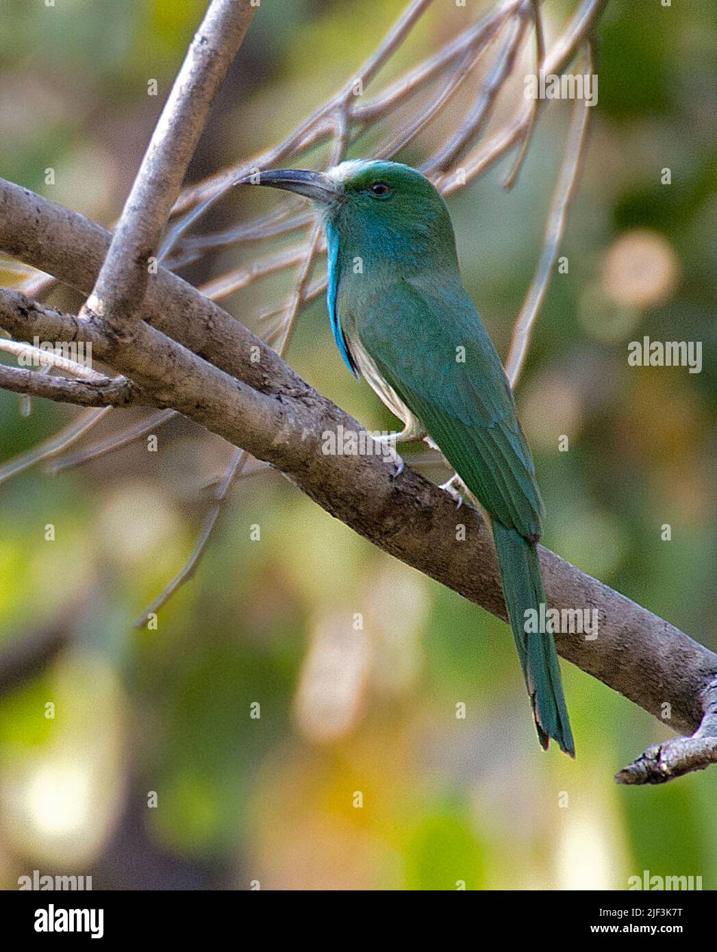 Blue-bearded bee-eater (Nyctyornis athertoni) from Kanha National Park ...