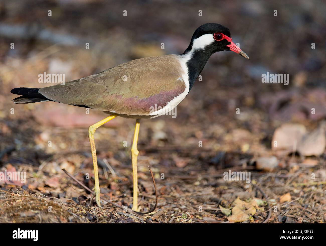Red-wattled lapving (Vanellus indicus) from bandhavgarh National Park ...