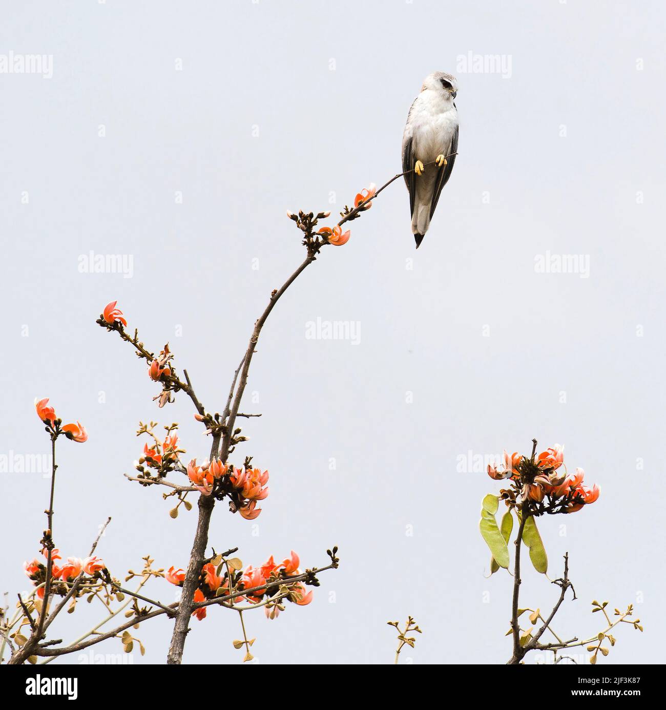Black-winged Kite (Elanus caeruleus) sitting in the corky coral tree in ...