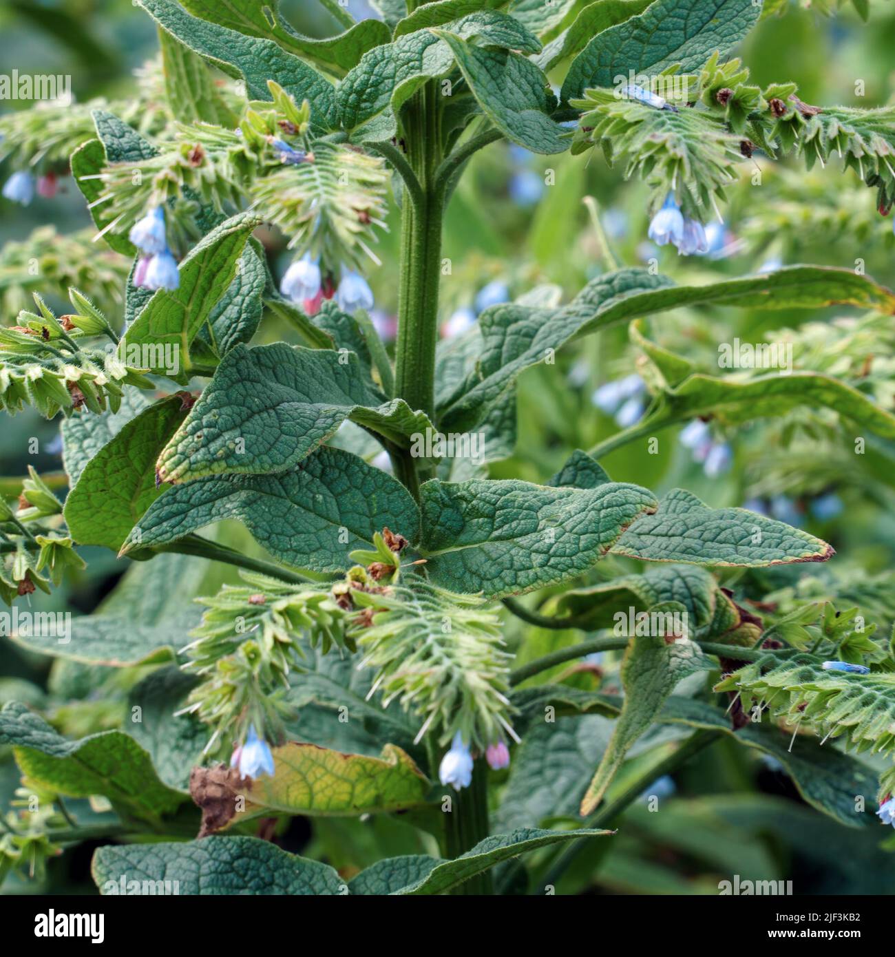 Small blue flower comfrey bell. Symphytum officinale. Medicinal plant ...