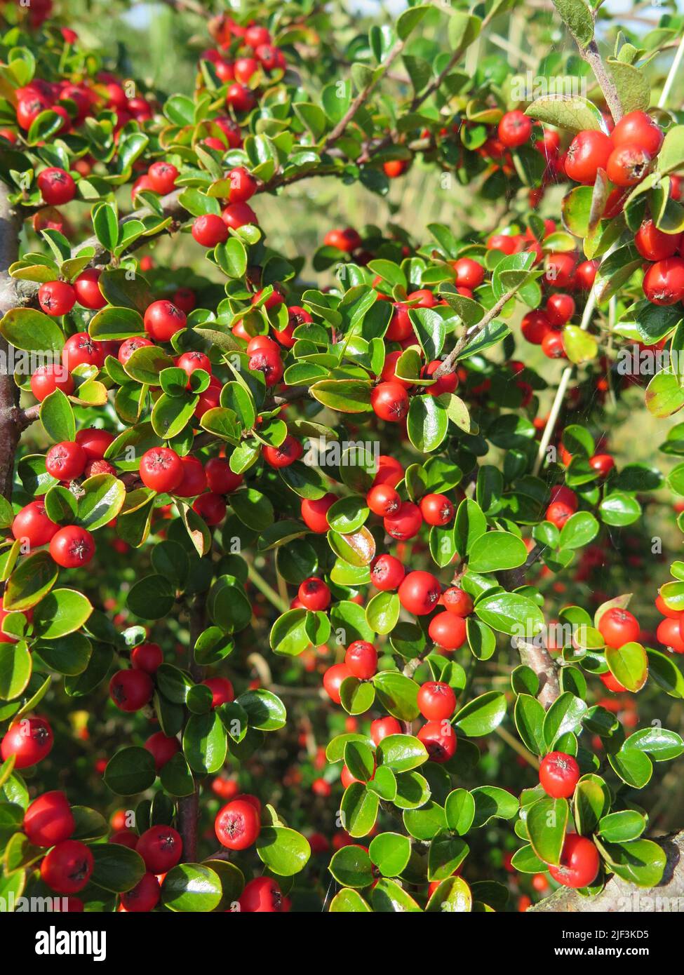 Cranberry bush, natural background with red berries and green leaves ...