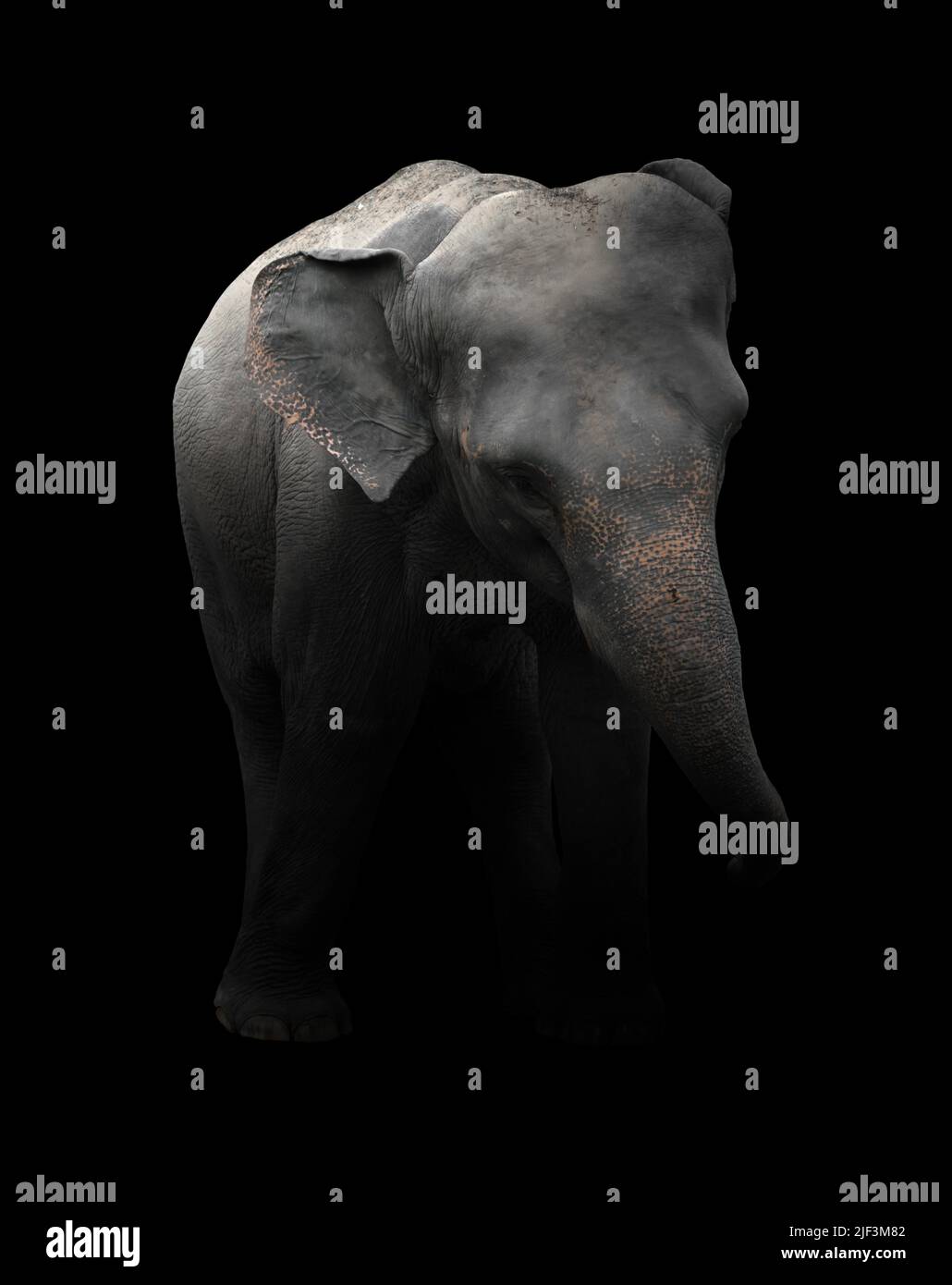 asia elephant standing in the dark Stock Photo - Alamy