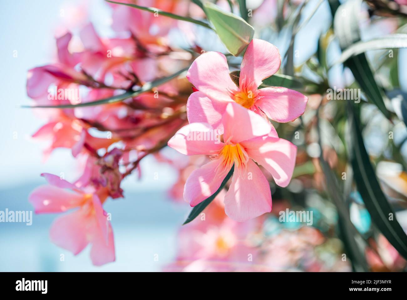 Oleander rose hi-res stock photography and images - Alamy