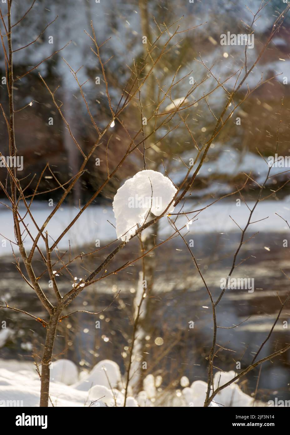 snow formation on a tree branch in the backlight, a magical winter day ...