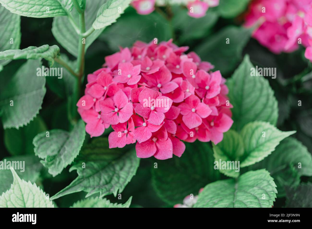 Vibrant fuchsia pink flowers of hydrangea Stock Photo - Alamy