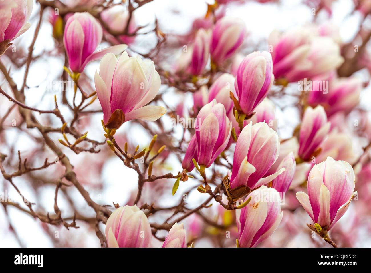 Spring floral background, beautiful bloomed light, pink magnolia ...