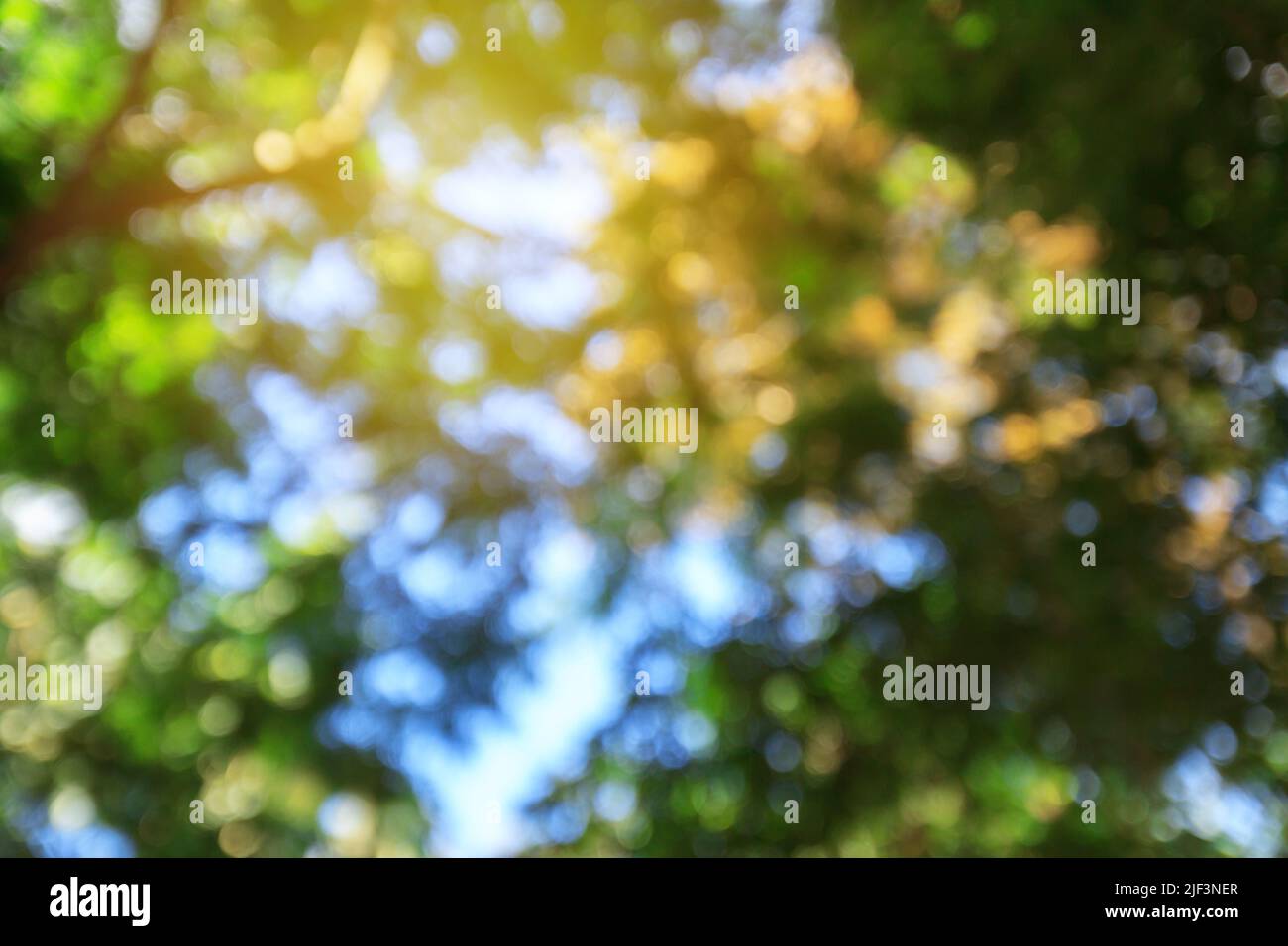 Green bokeh abstract background and texture with sunlight for design ...